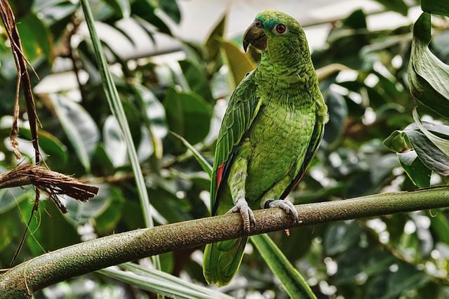 ¿Dónde viven los loros? Climas tropicales, montañosos, secos y casas