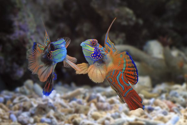 Peces archivos - Blog de Complementos Para Aves