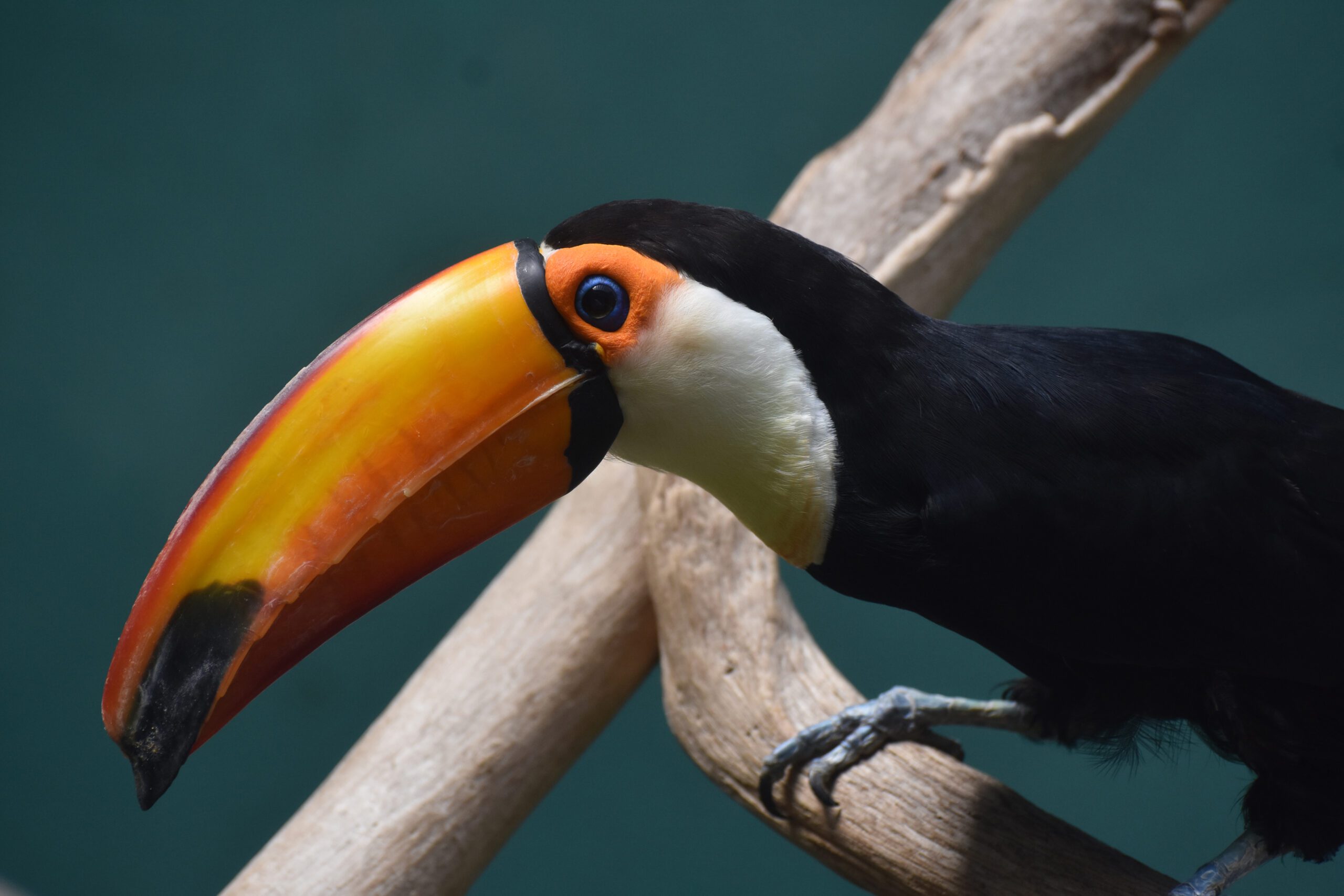Imagenes De Aves Exoticas ¡Invasión De Aves Exóticas En Torrevieja!